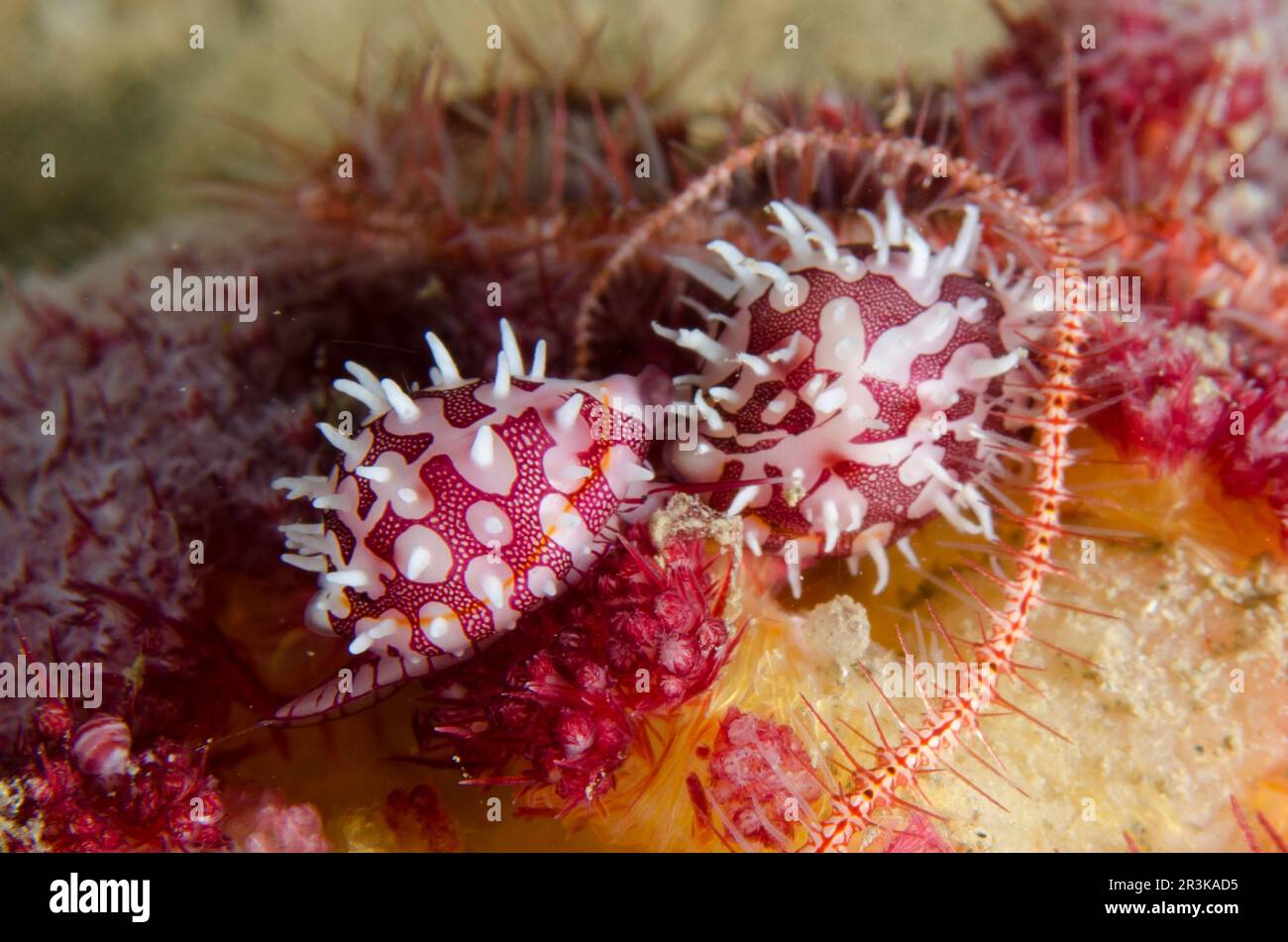 Mating pair of Ridged Egg Cowries (Diminovula culmen) with Brittle Star ...