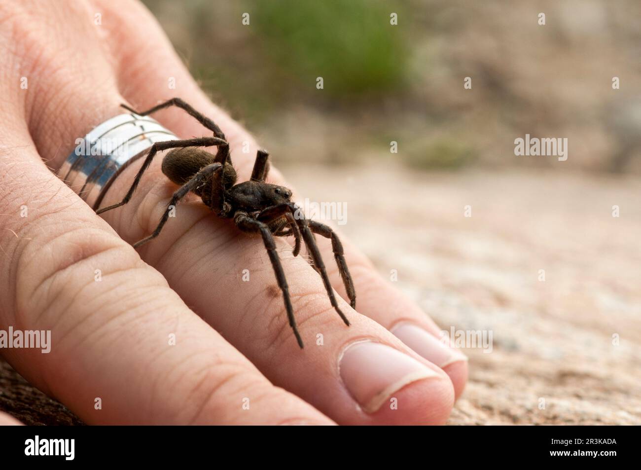 Adult female of alpine wolf spider (Vesubia jugorum) descend the human ...