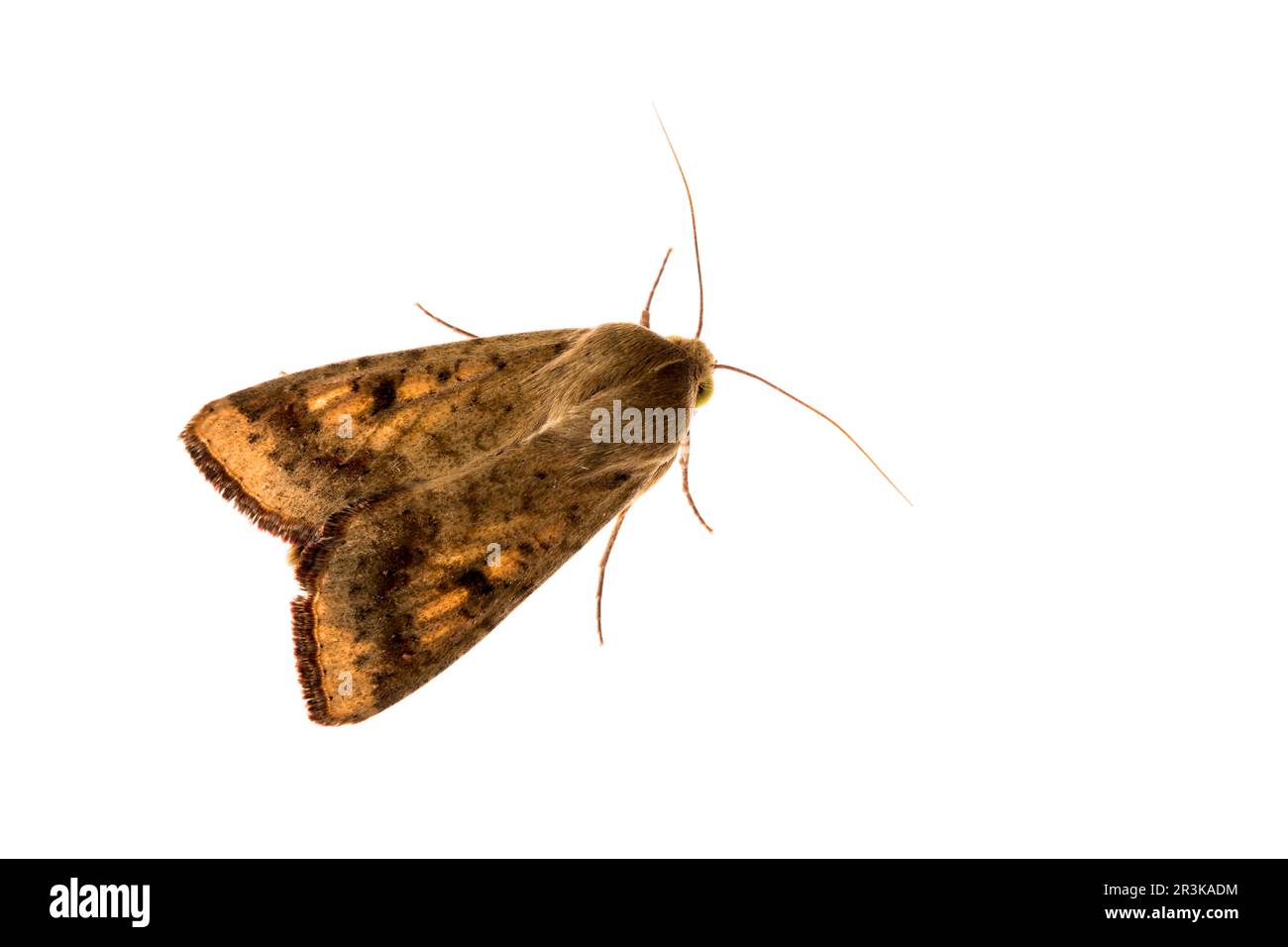 The scarce bordered straw (Helicoverpa armigera) against a white ...