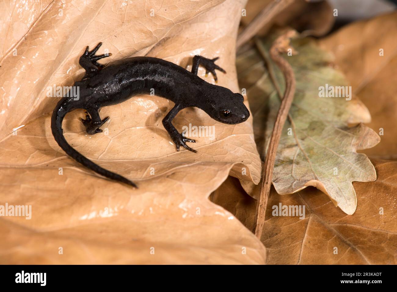 Side view of a female of alpine newt (Ichthyosaura alpestris ssp ...