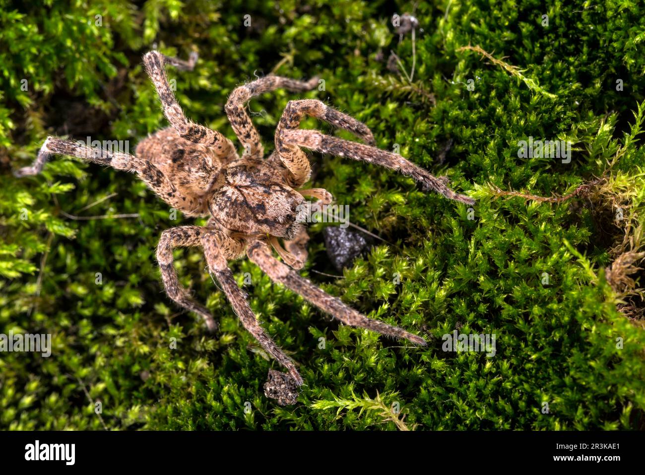 Top view of subadult female of false wolf spider (Zoropsis spinimana ...