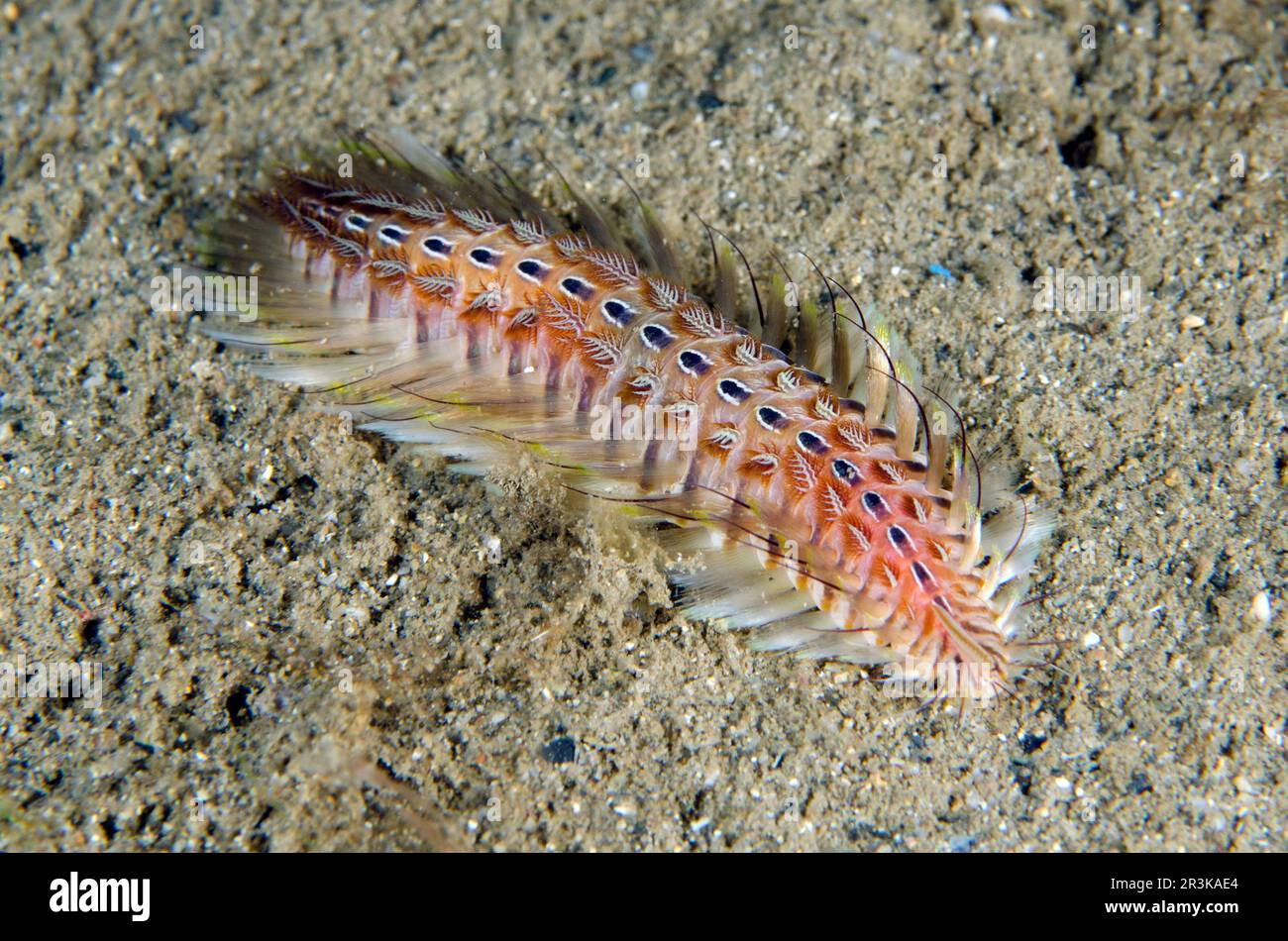 Golden Fire Worm (Chloeia amphora) on sand, Night dive, Dili Rock East ...