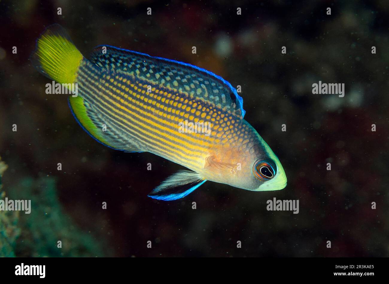 Splendid Dottyback (Pseudochromis splendens), Secret Garden dive site ...