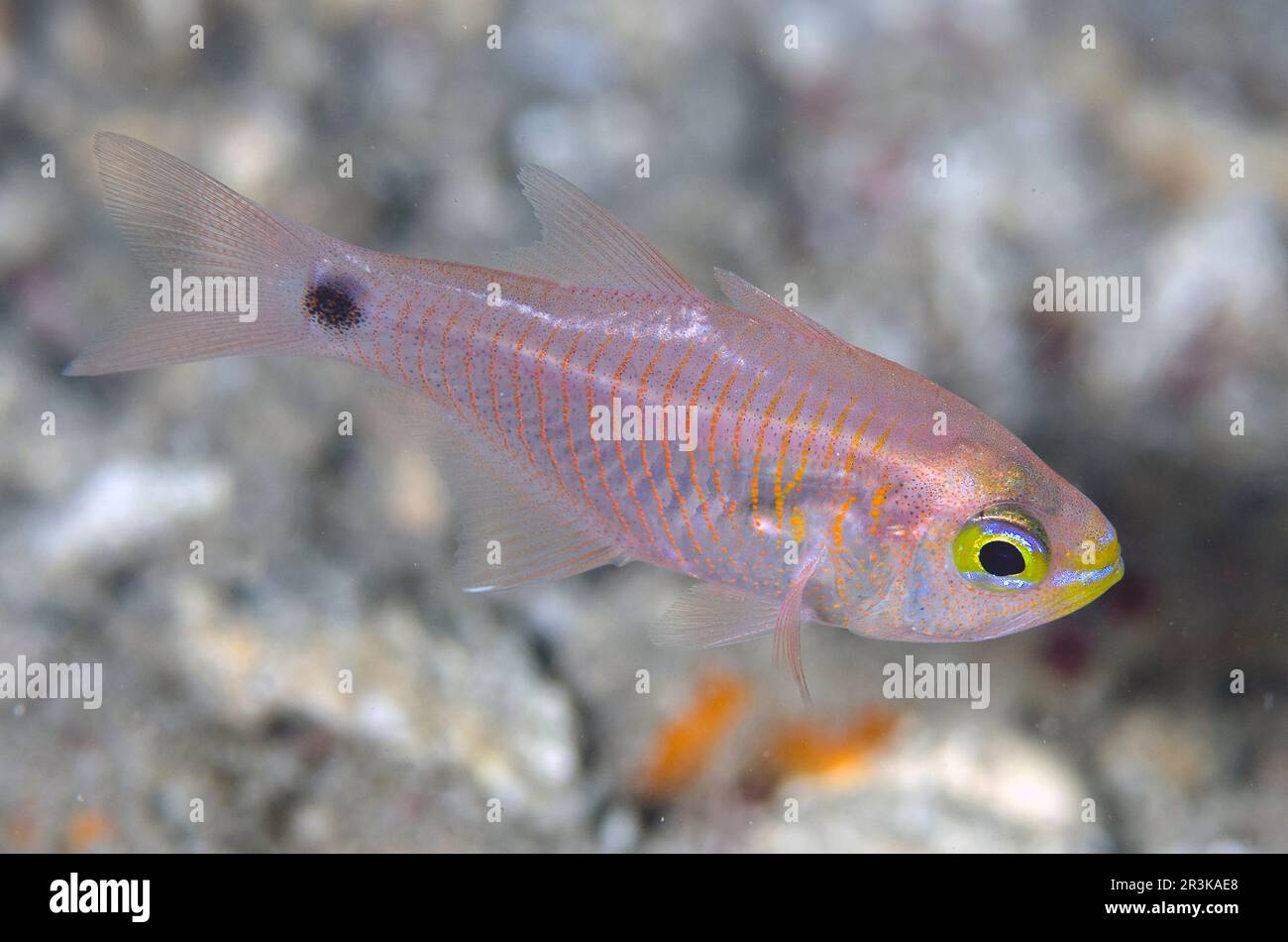 Yellowmouth Cardinalfish (Archamia goni), Dili Rock East dive site ...