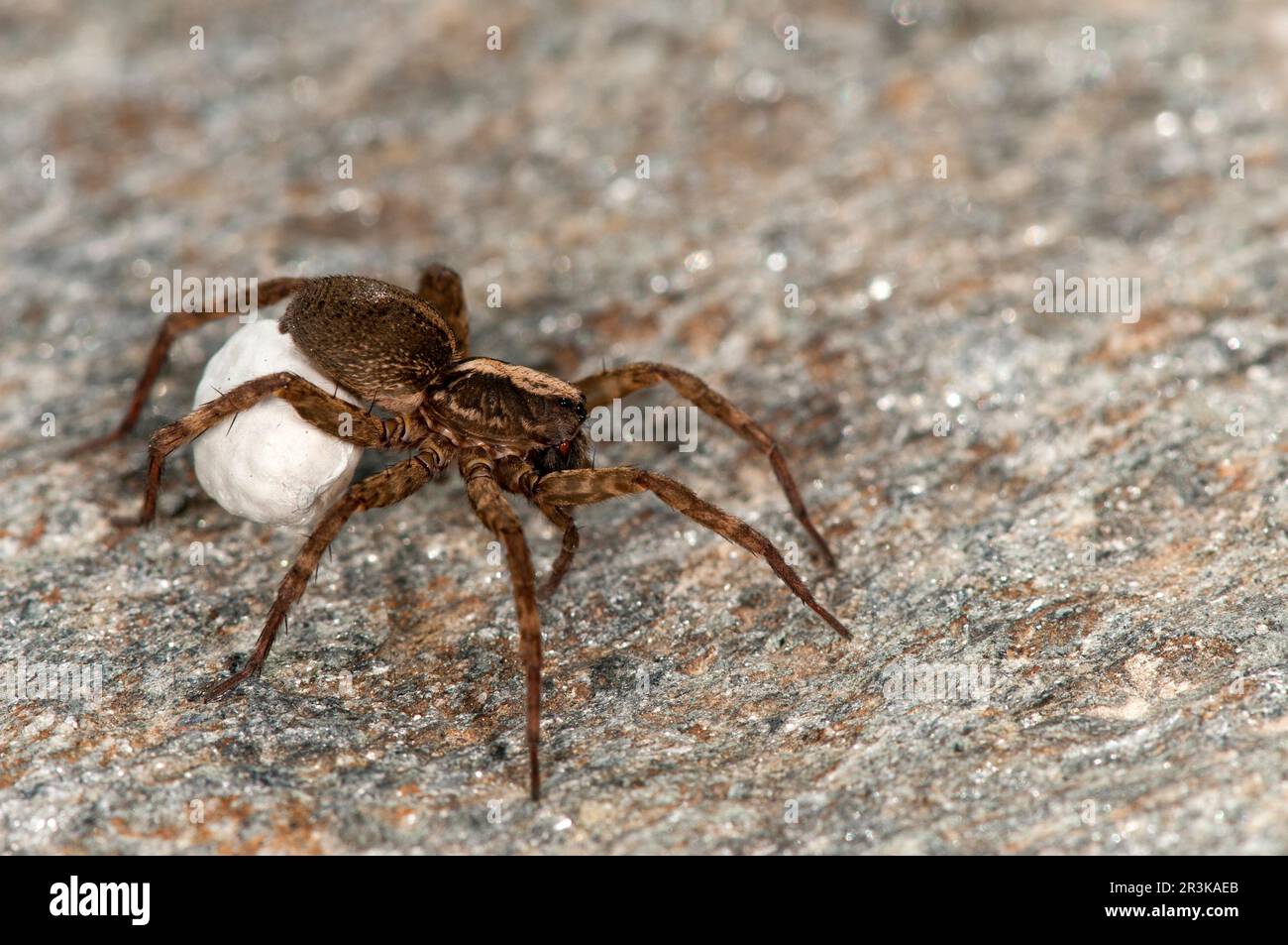 Adult female of a Ground Wolf Spider (Trochosa robusta) with egg sac ...