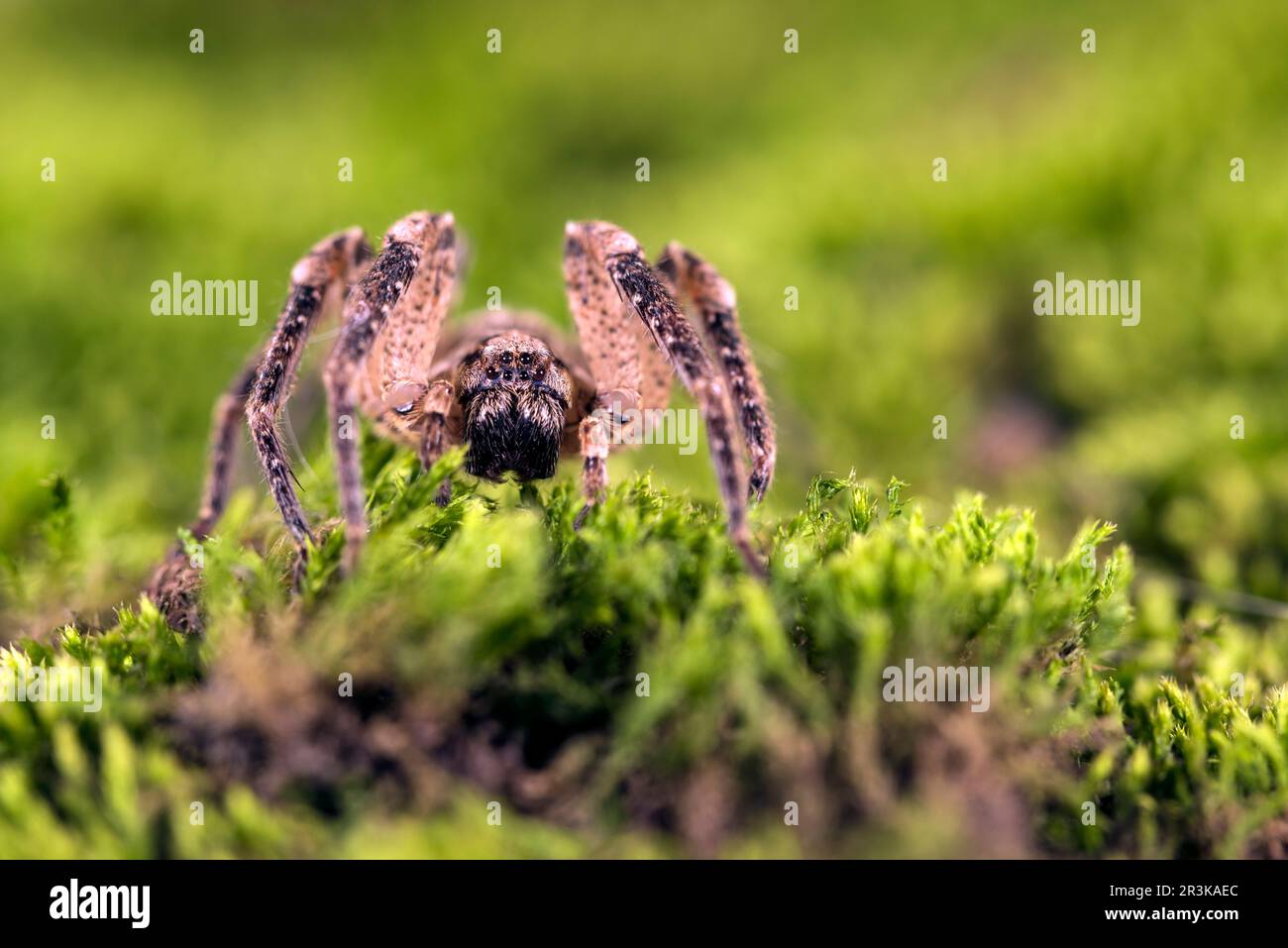 Sub adult female of false wolf spider (Zoropsis spinimana) walking on ...