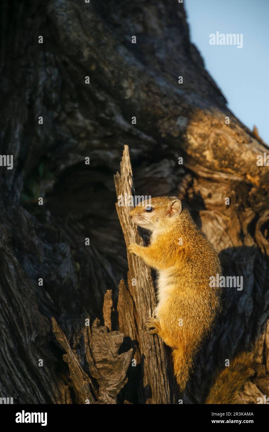 Smith's bush squirrel, yellow-footed squirrel or tree squirrel ...