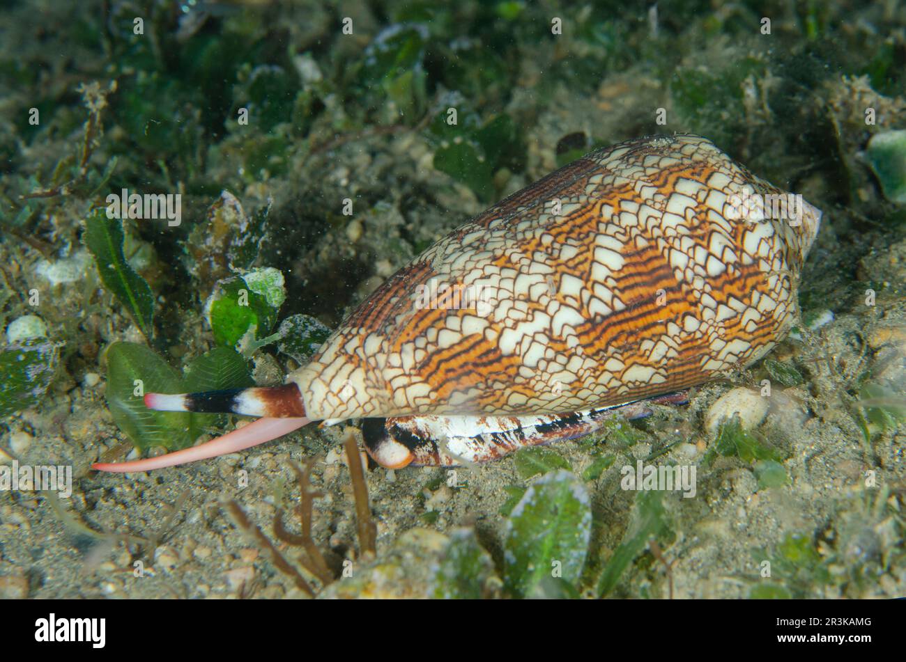 Textile Cone Shell (Conus textile) with harpoon and siphon on sand ...