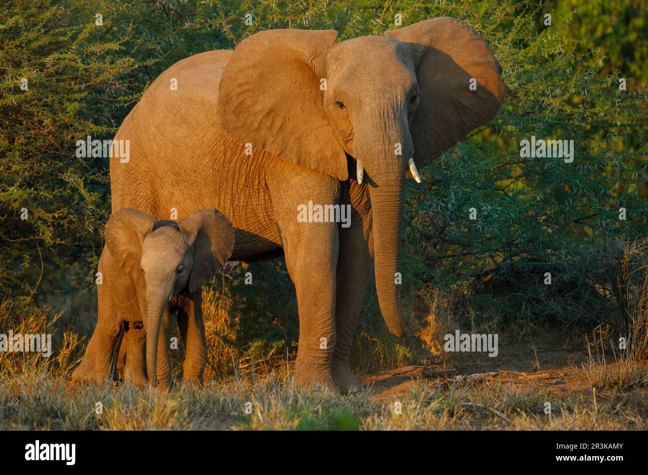 African bush elephant (Loxodonta africana) cow and calf. Mashatu ...