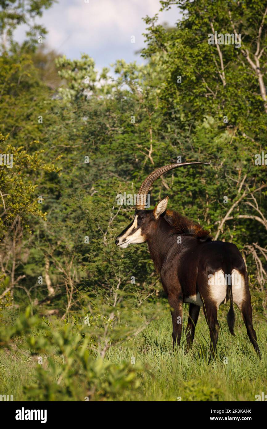 Sable antelope (Hippotragus niger). Mpumlanga. South Africa Stock Photo ...