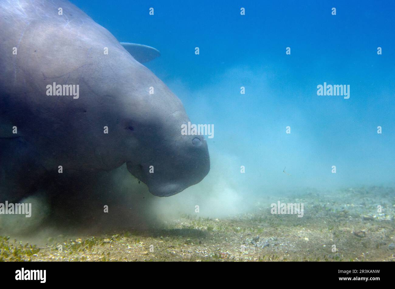 Dugong (Dugong dugon) feeding in sea grass, Tasi Tolu dive site, Dili ...