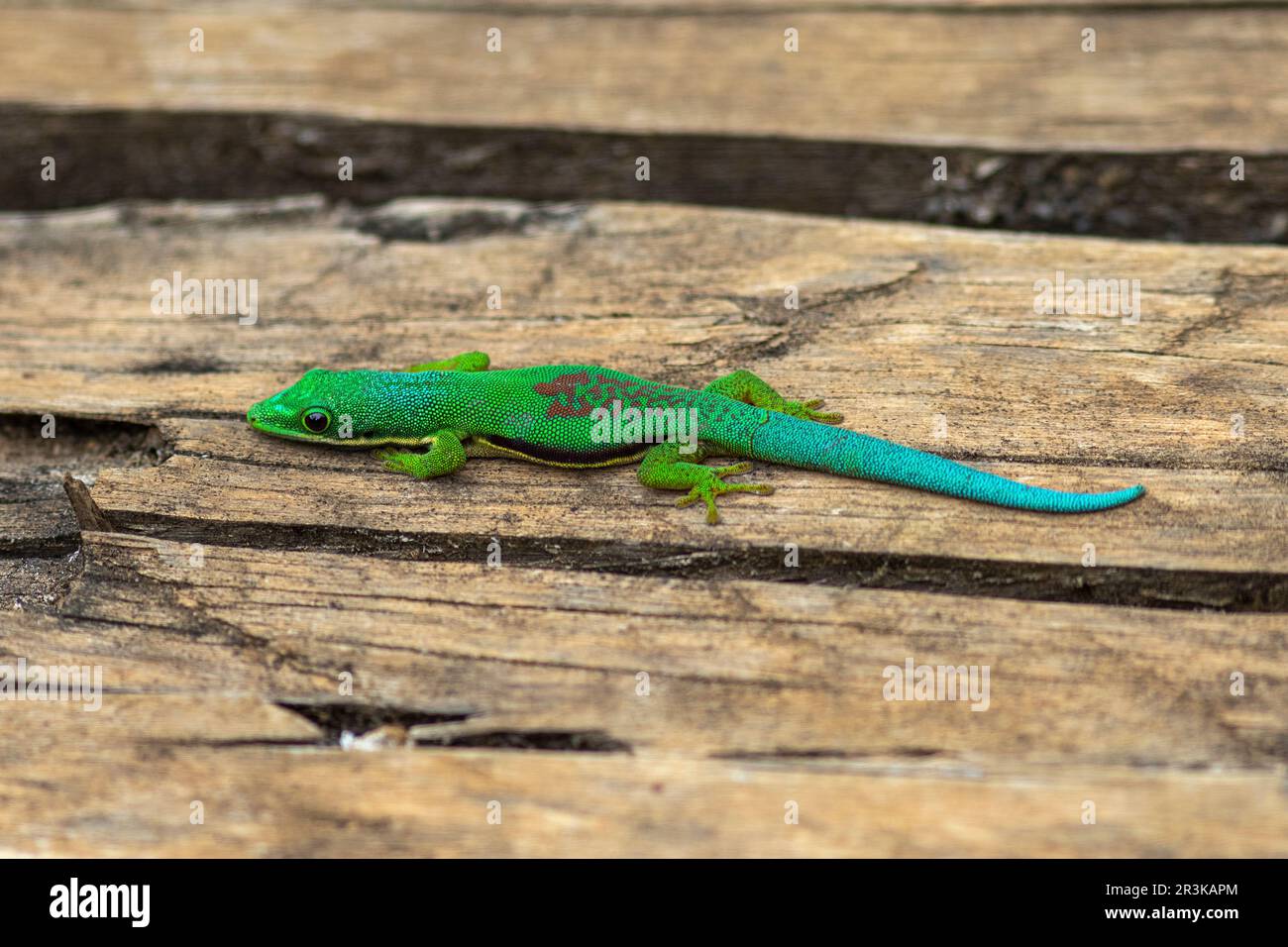 Lined day Gecko (Phelsuma lineata lineata) in situ, Torotorofotsy ...