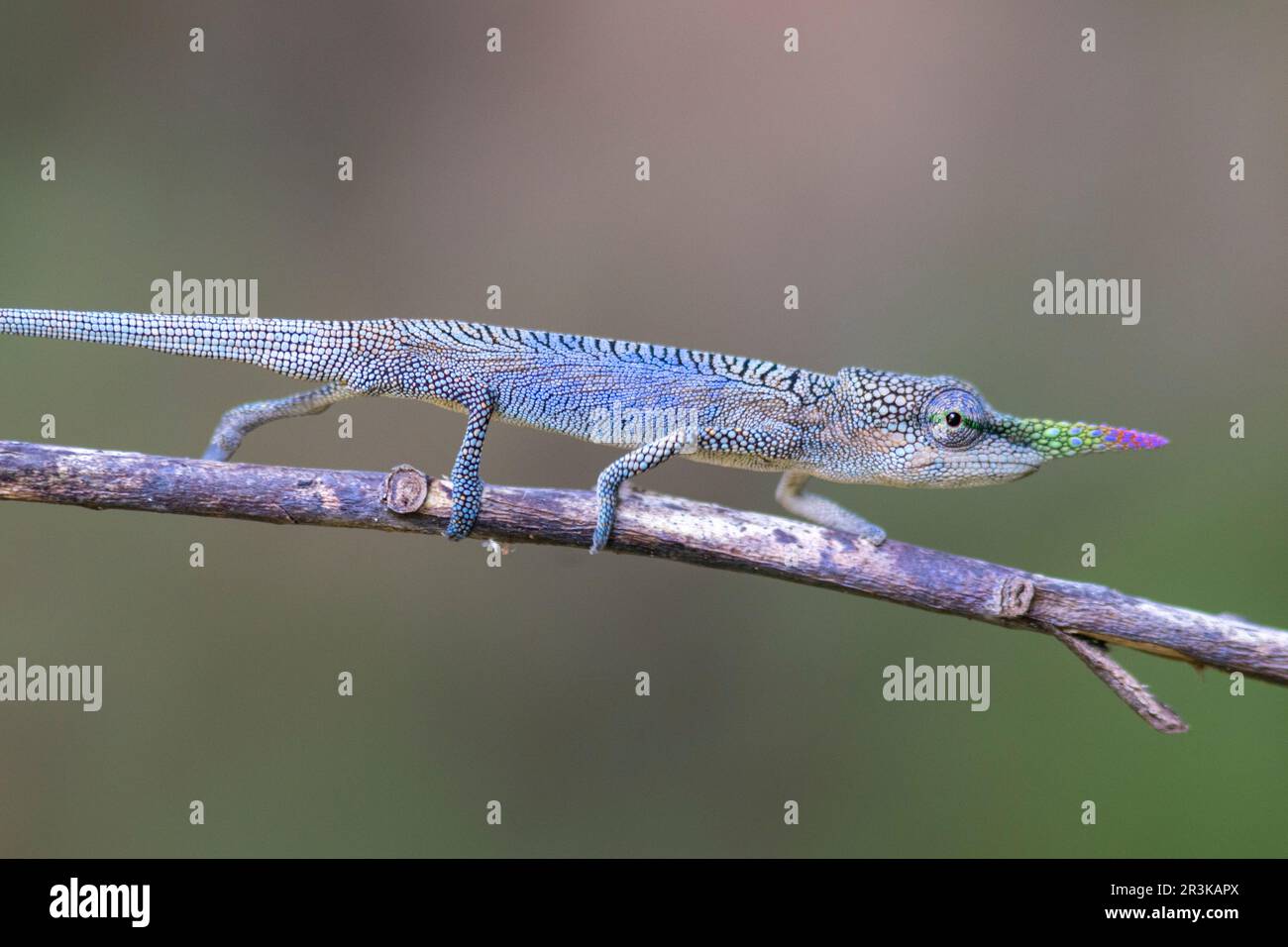 Blade chameleon (Calumma gallus) male in situ, Vohimana, Ankeniheny ...