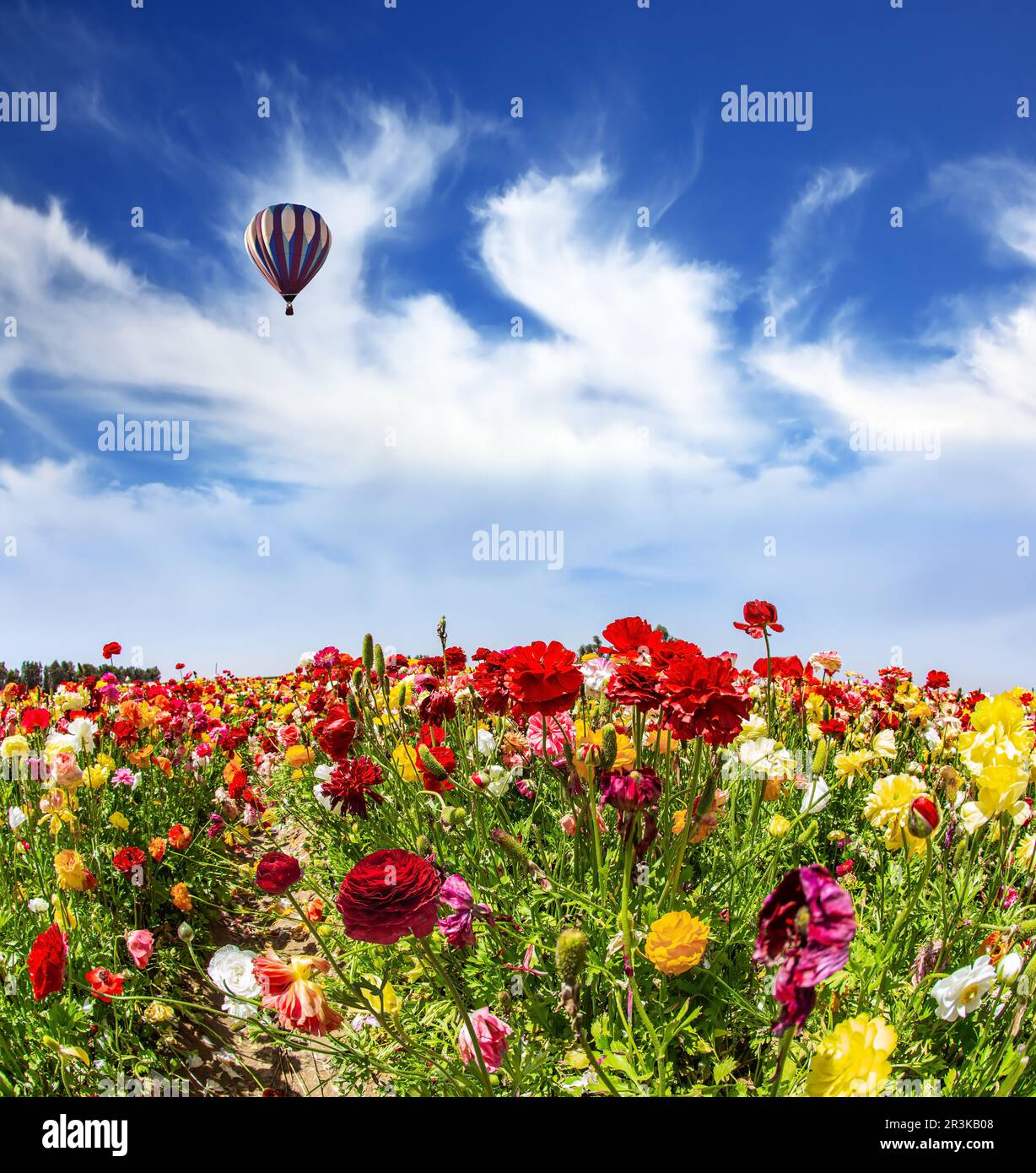 Huge multicolored hot air balloon flies Stock Photo - Alamy