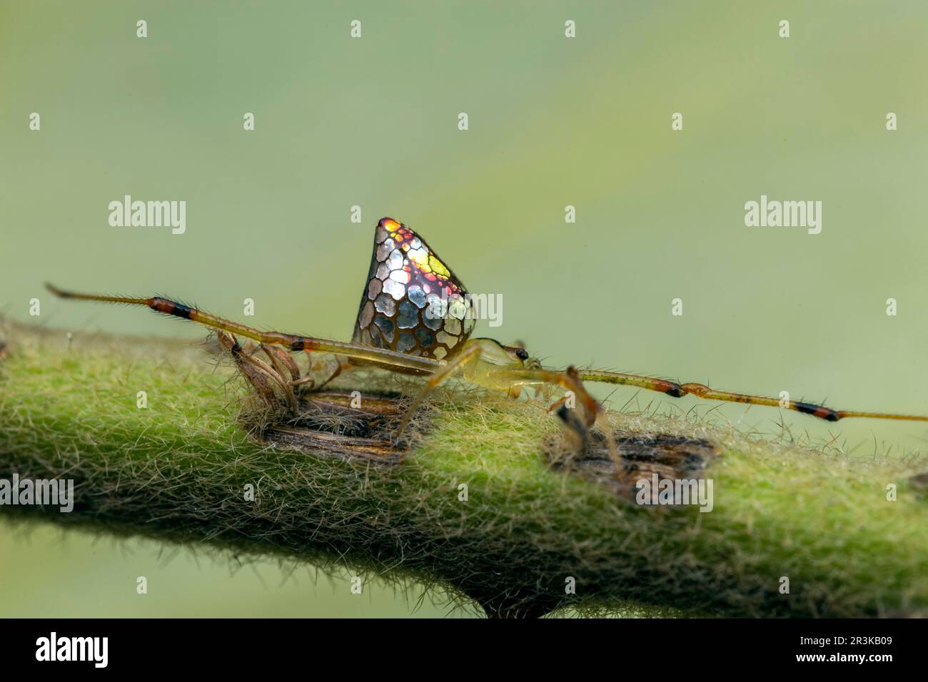 Mirror spider (Thwaitesia pulcherrima) female in situ, Analamazaotra ...