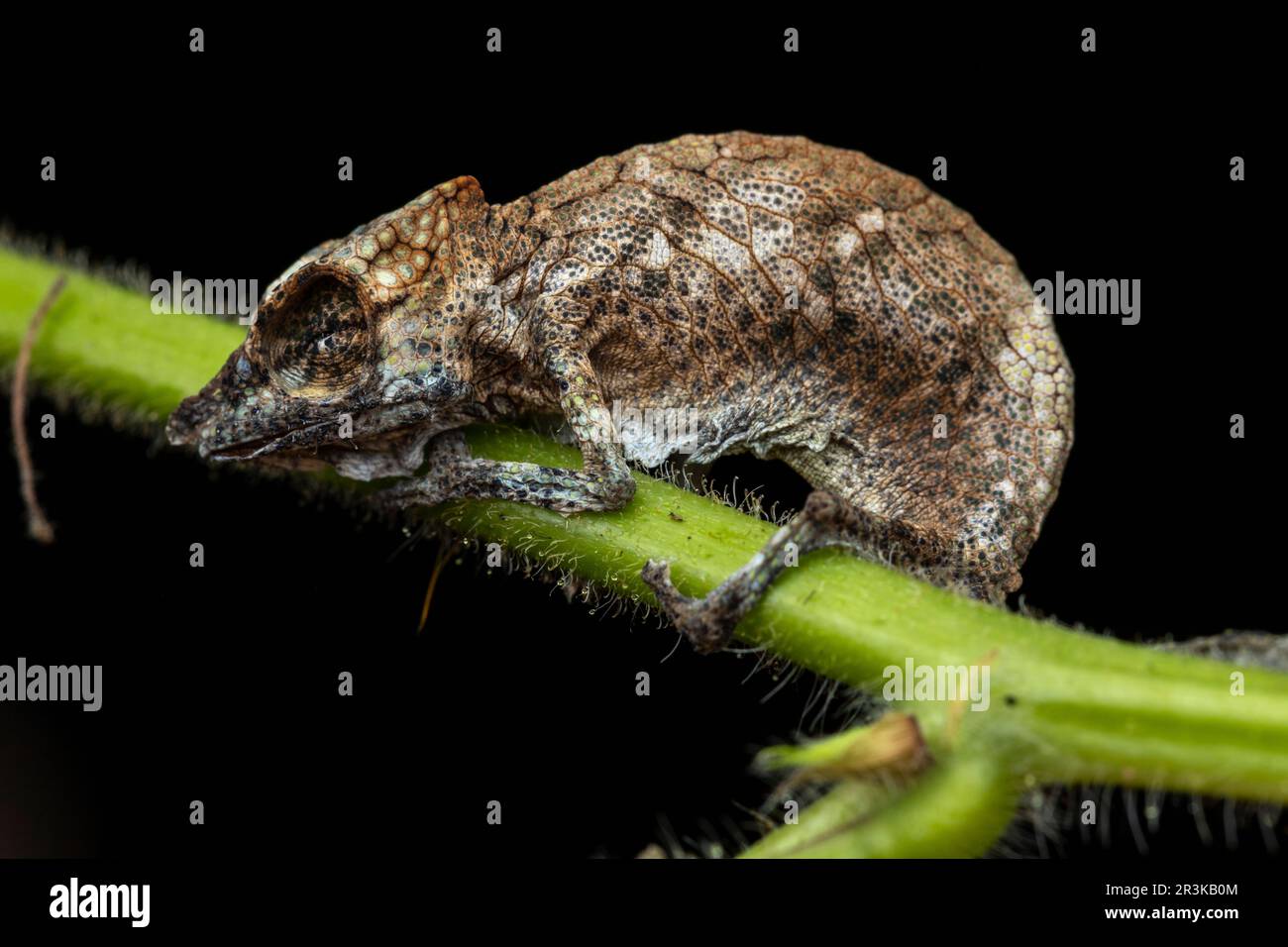 Nose-horned Chameleon (Calumma nasutum) baby stuck on Silverleaf ...