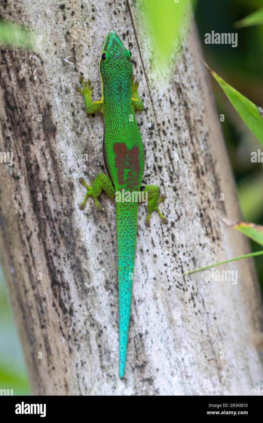Lined day Gecko (Phelsuma lineata lineata) in situ, Vohimana ...