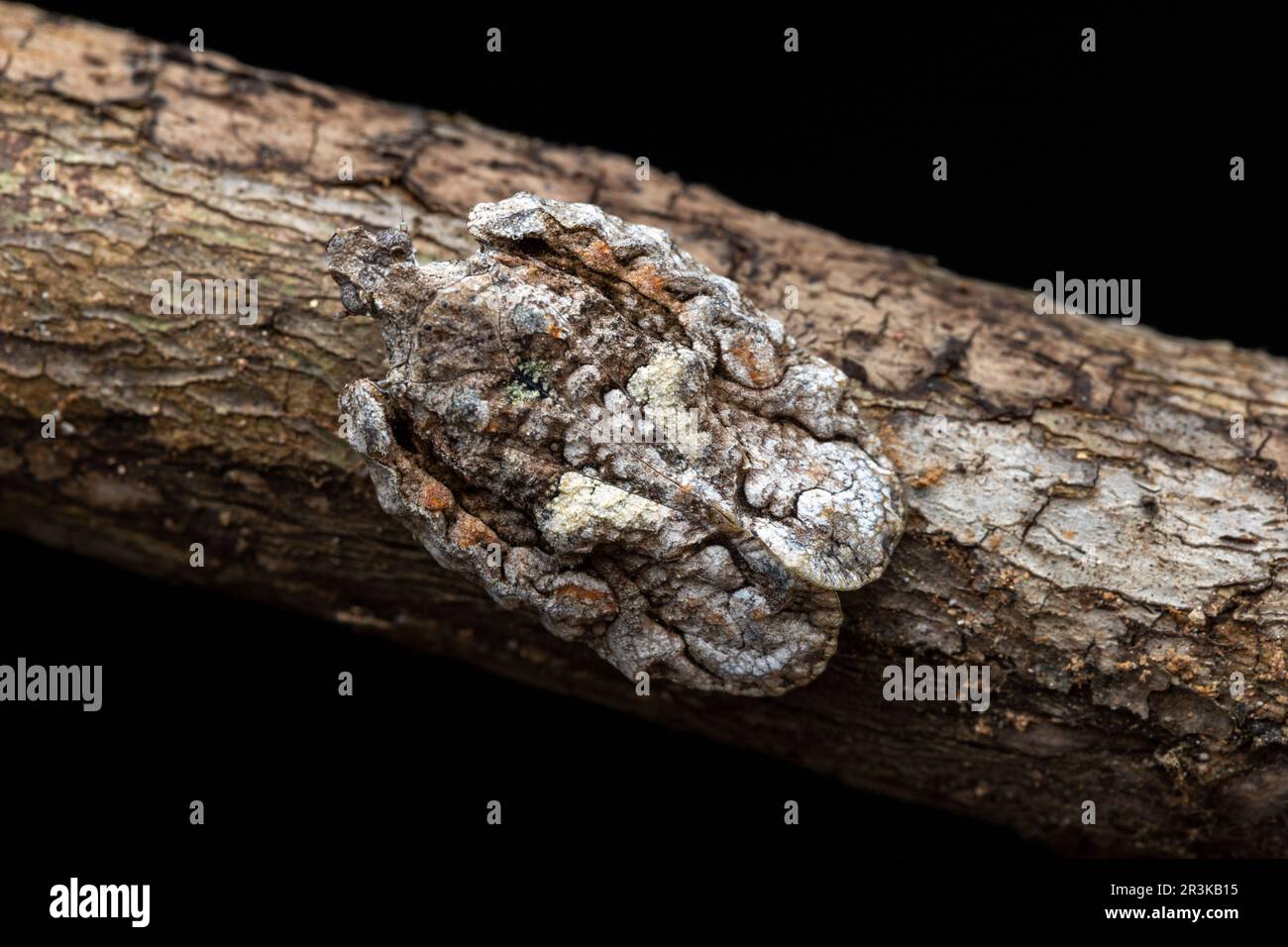 Flatid Planthopper (Flatoidinae sp), Analamazaotra, Alaotra-Mangoro ...