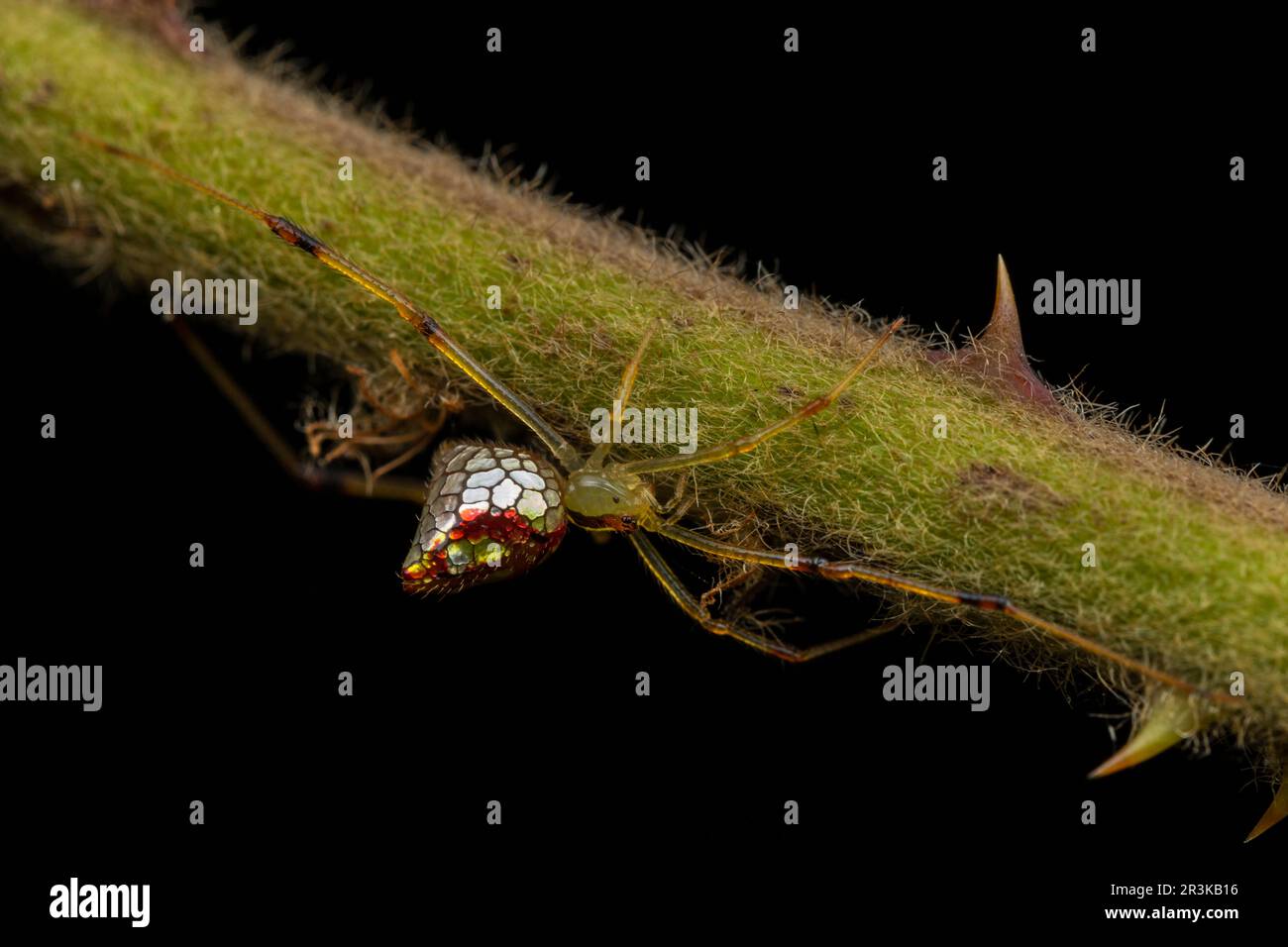 Mirror spider (Thwaitesia pulcherrima) female in situ, Analamazaotra ...