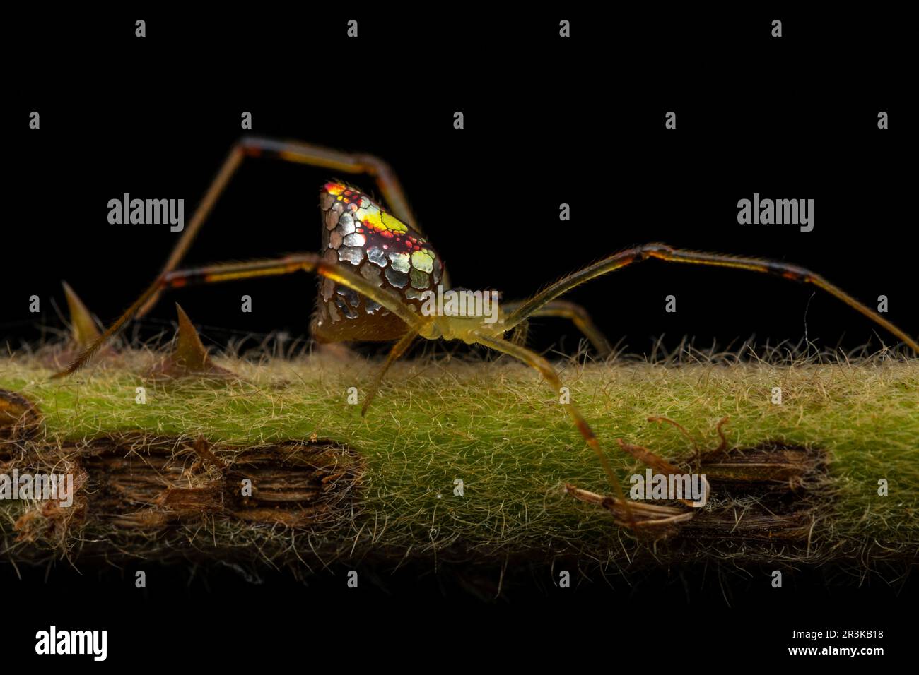 Mirror spider (Thwaitesia pulcherrima) female in situ, Analamazaotra ...