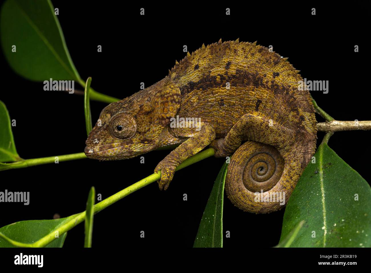 Short-horned chameleon (Calumma brevicorne), Analamazaotra, Alaotra ...