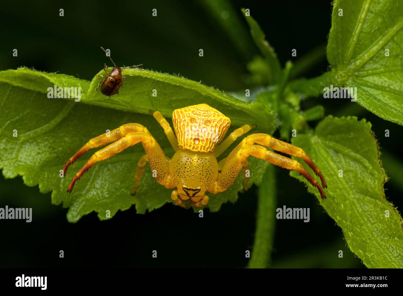 Madagascar Crab Spider (Cyriogonus sp) in situ, Analamazaotra, Alaotra ...