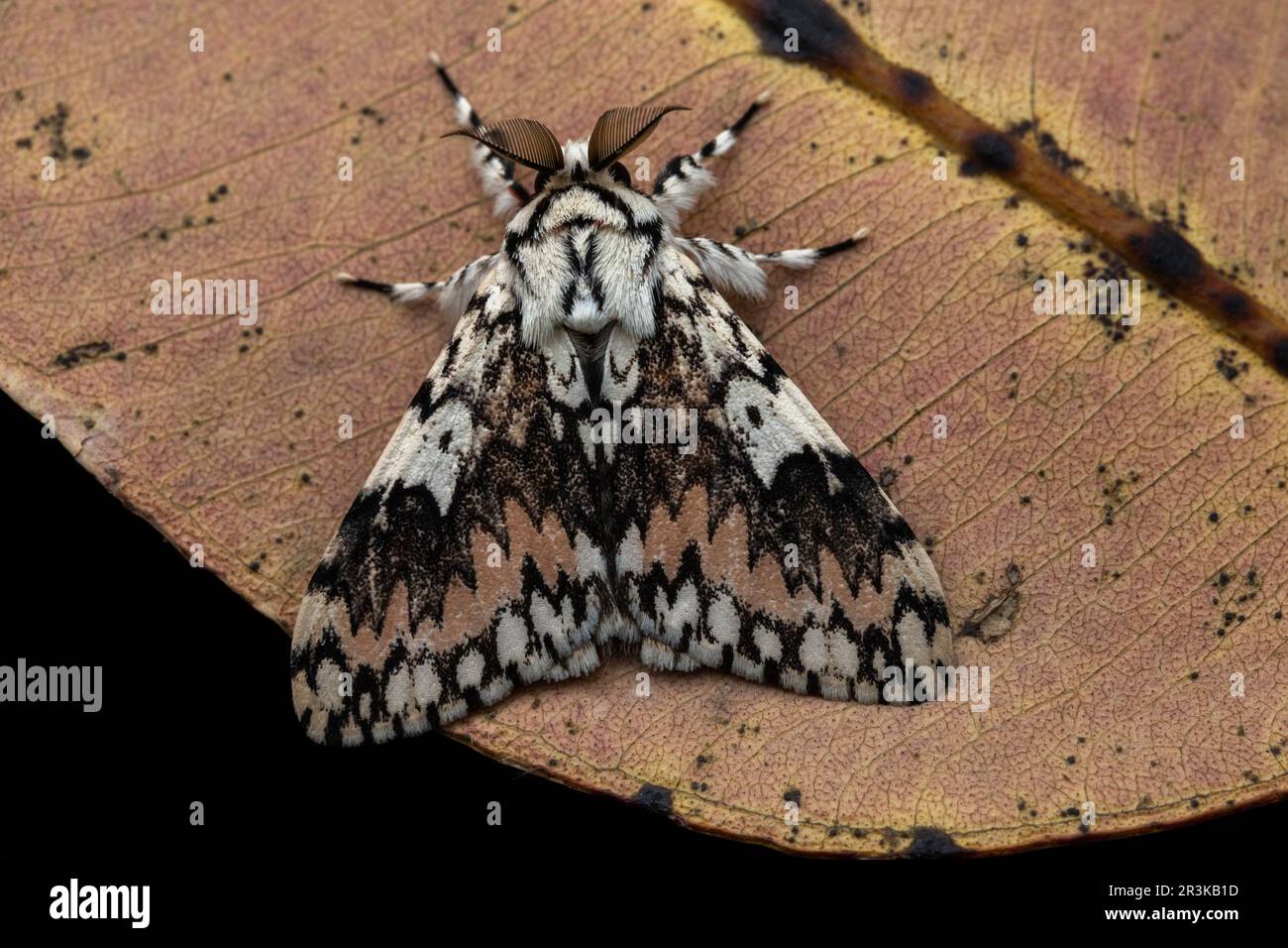 Moth (Lymantria rosea), Analamazaotra, Alaotra-Mangoro, Madagascar ...