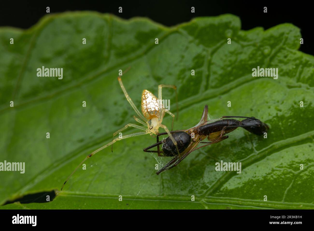 Mirror spider (Thwaitesia sp) female with prey in situ, Analamazaotra ...