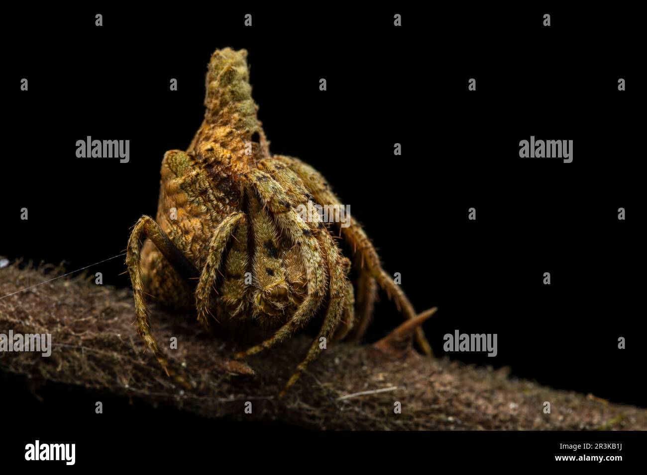 Orb-weaver spider (Poltys sp), Analamazaotra, Alaotra-Mangoro ...