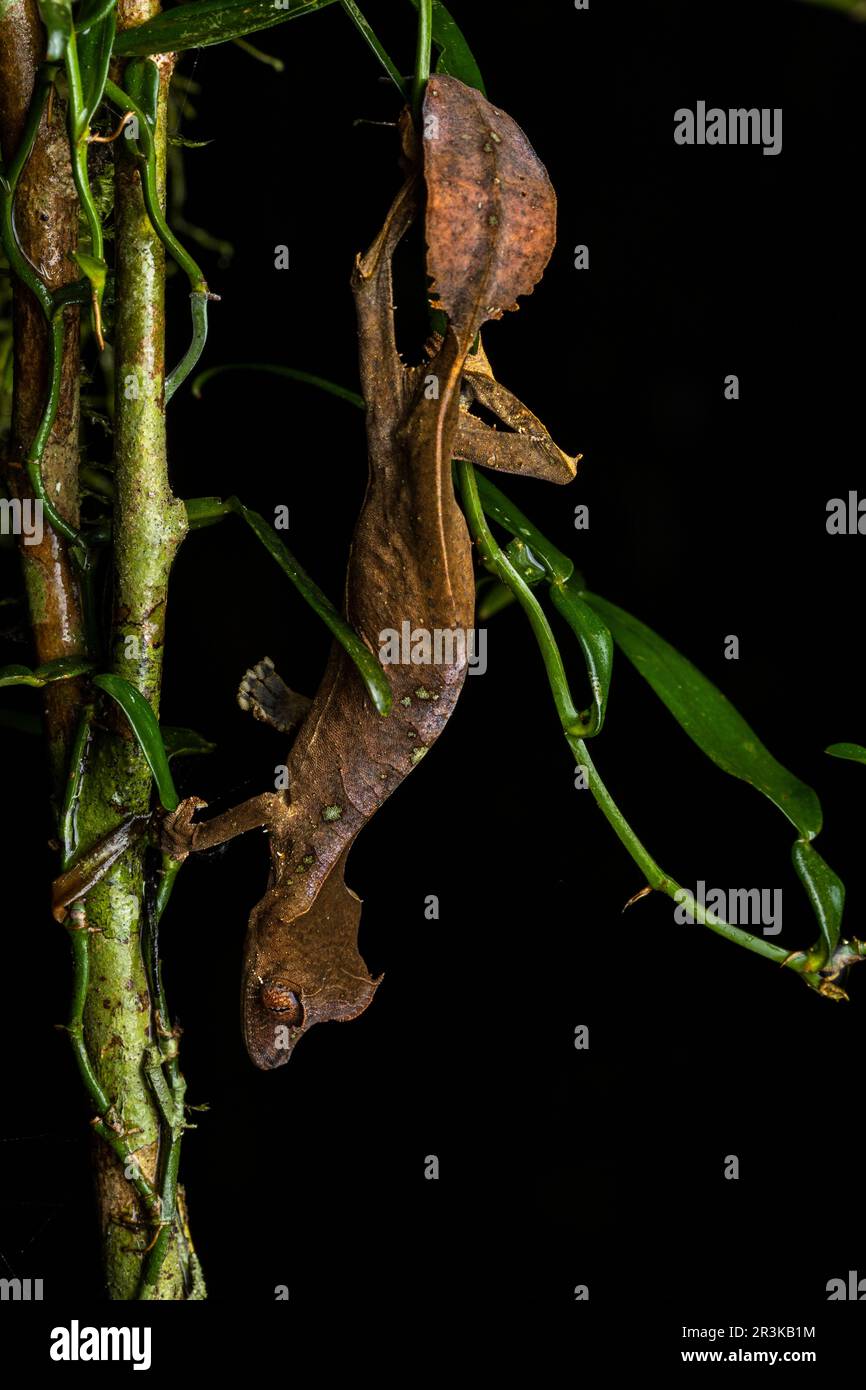 Satanic leaf-tailed geckos (Uroplatus phantasticus) in situ, Mitsinjo ...