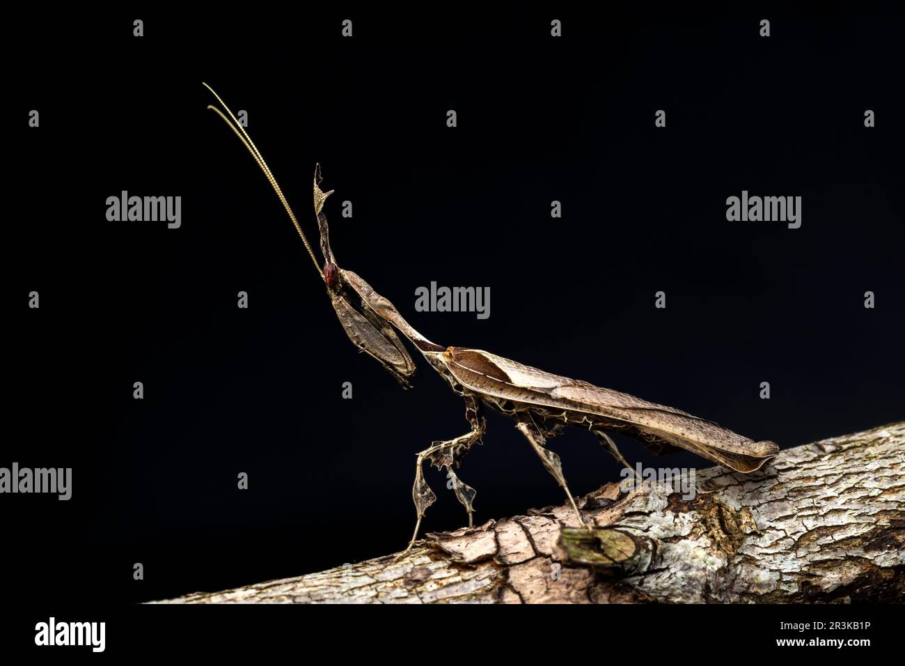 Ghost Mantis (Phyllocrania paradoxa) male, Analamazaotra, Alaotra ...