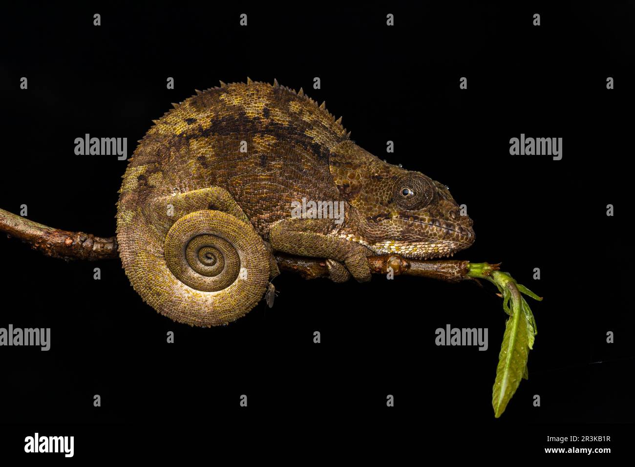 Short-horned chameleon (Calumma brevicorne) in situ, Analamazaotra ...