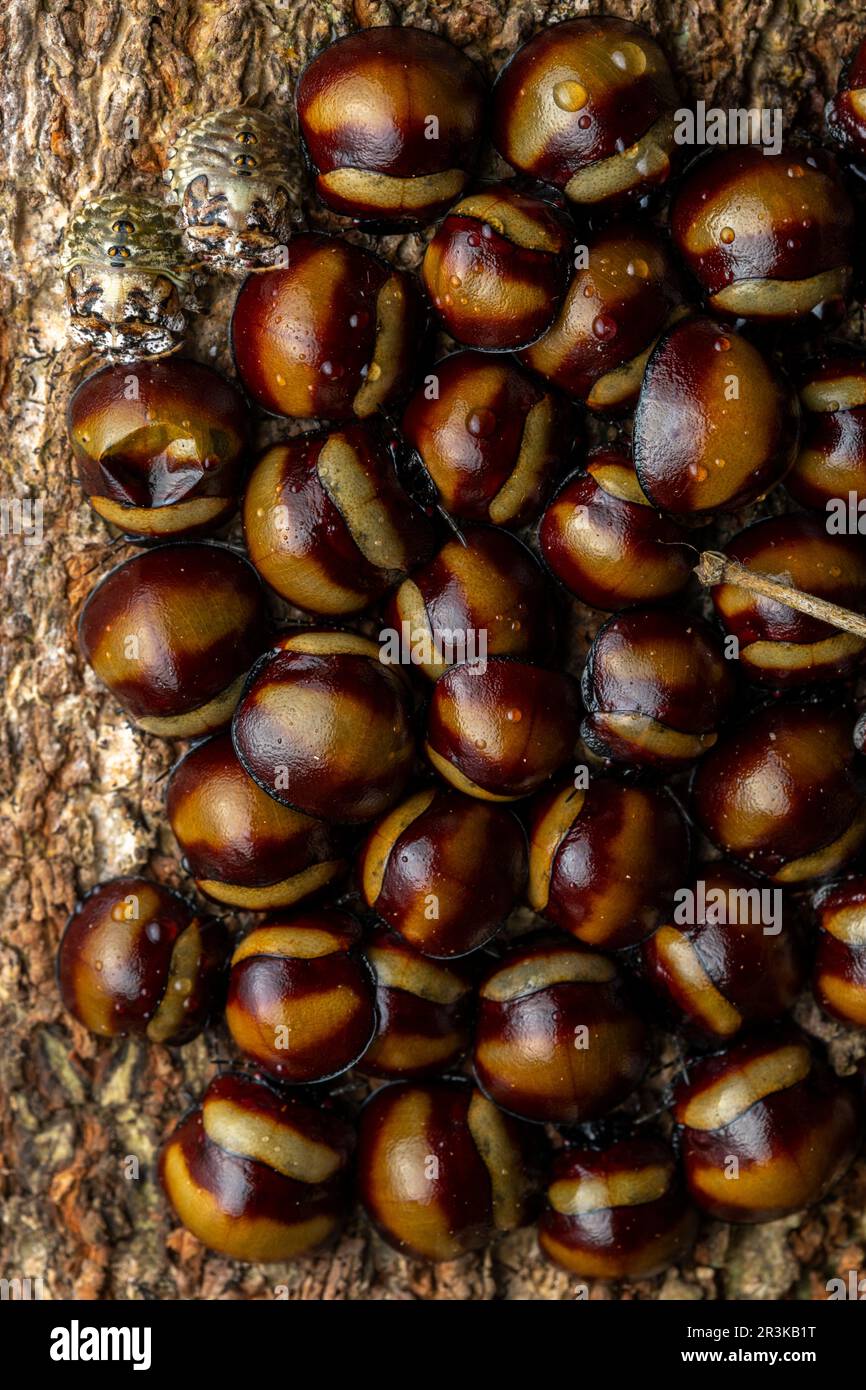 Bug (Plataspis haglundi) in situ, Analamazaotra, Alaotra-Mangoro ...