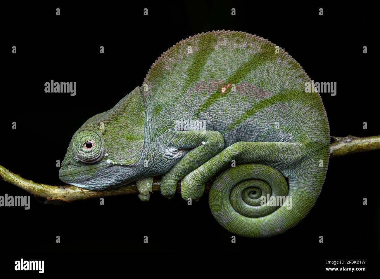 Parson's Chameleon (Calumma parsoni christifer in situ), Analamazaotra ...