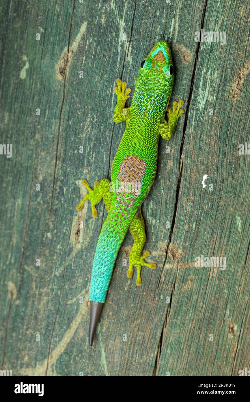Lined day Gecko (Phelsuma lineata lineata) in situ, Analamazaotra ...