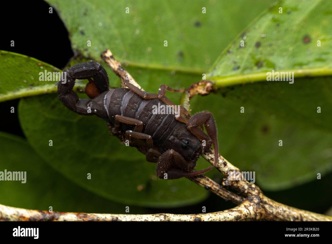 Scorpion (Grosphus teruelius madagascariensis), Analamazaotra ...