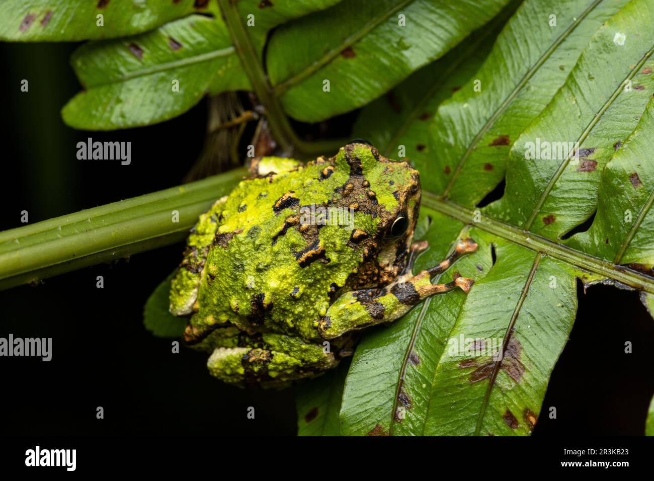 Marbled Rain Frog (Scaphiophryne marmorata) in situ, V.O.I.MMA, Alaotra ...