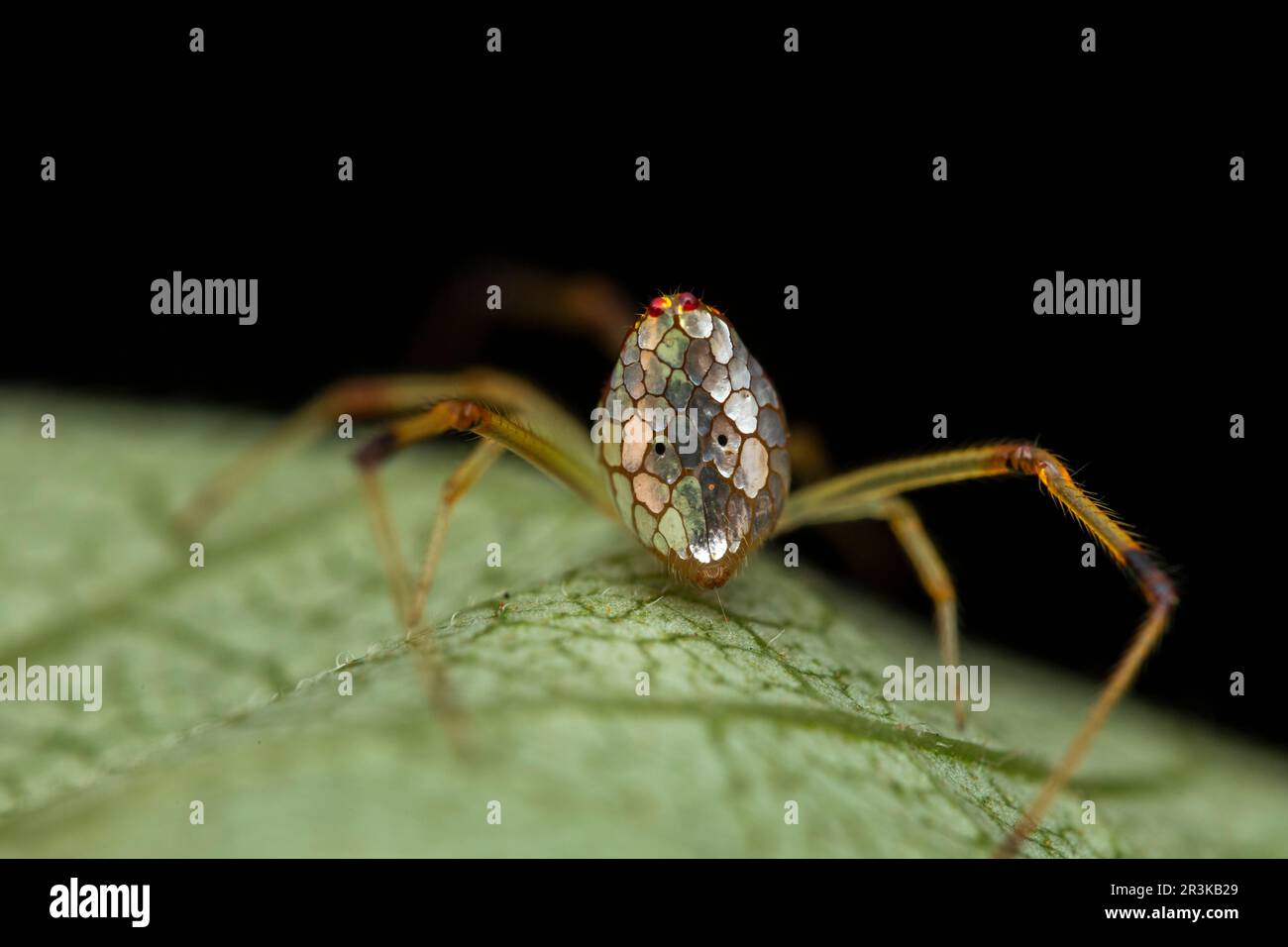 Mirror spider (Thwaitesia pulcherrima) female in situ, Analamazaotra ...
