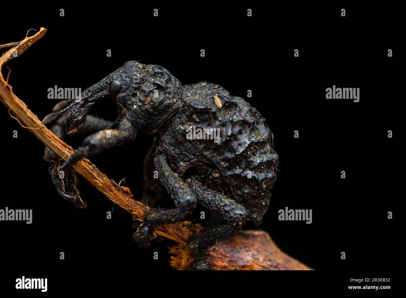 Weevil (Desmidophorus sp), V.O.I.MMA Madagascar Stock Photo - Alamy