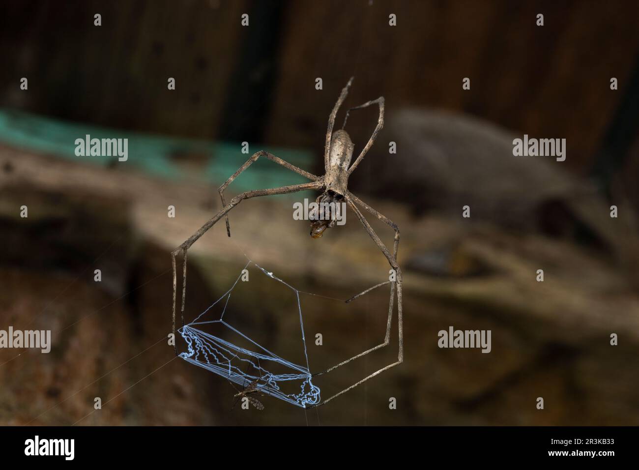 Madagascar net casting spider asianopis madagascariensis hi-res stock ...