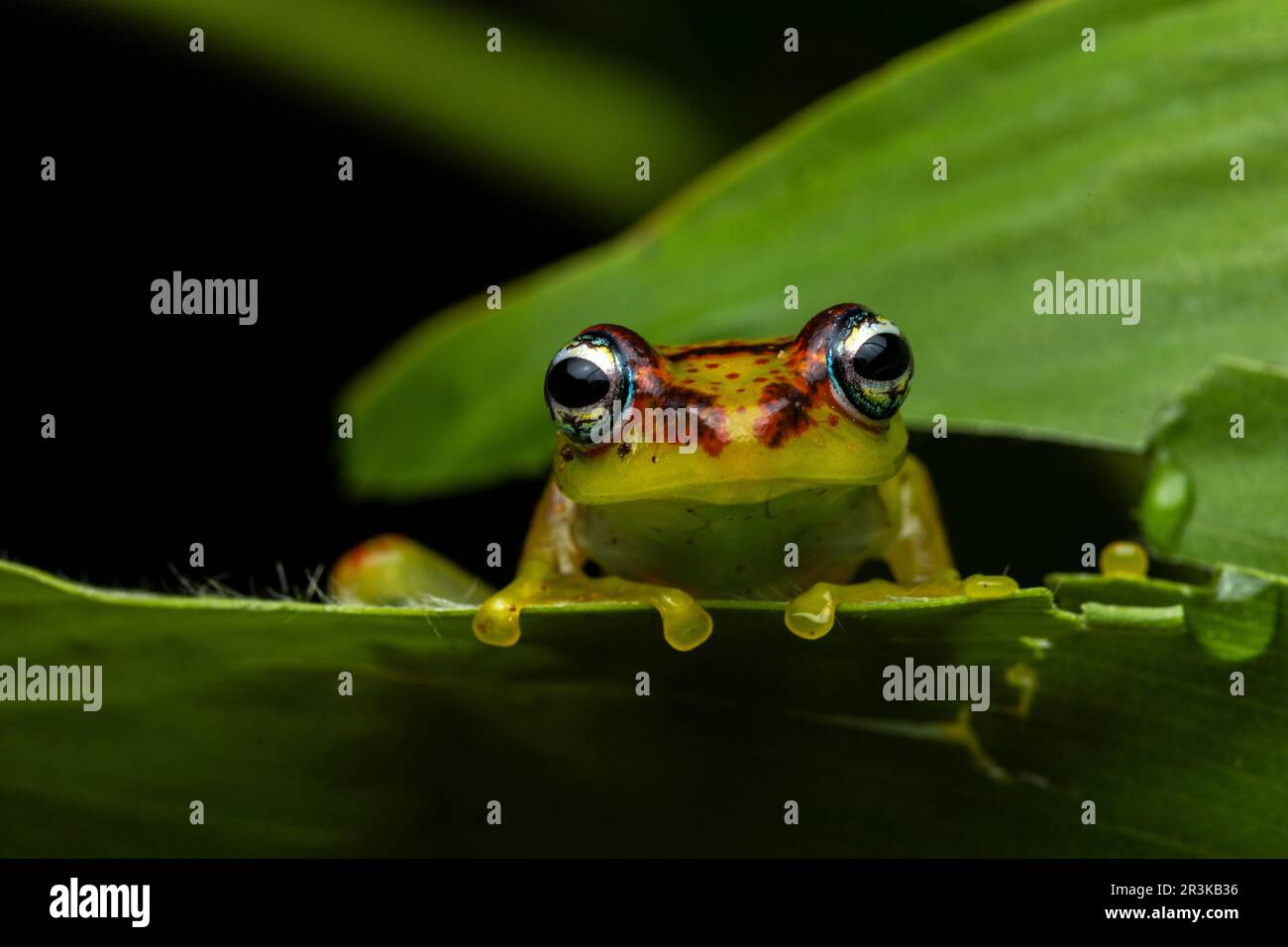 Bott's Bright-eyed Frog (Boophis bottae) in situ, Analamazaotra ...