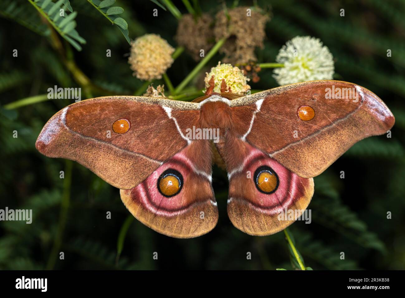 Suraka silk moth (Antherina suraka) male, Analamazaotra Madagascar ...