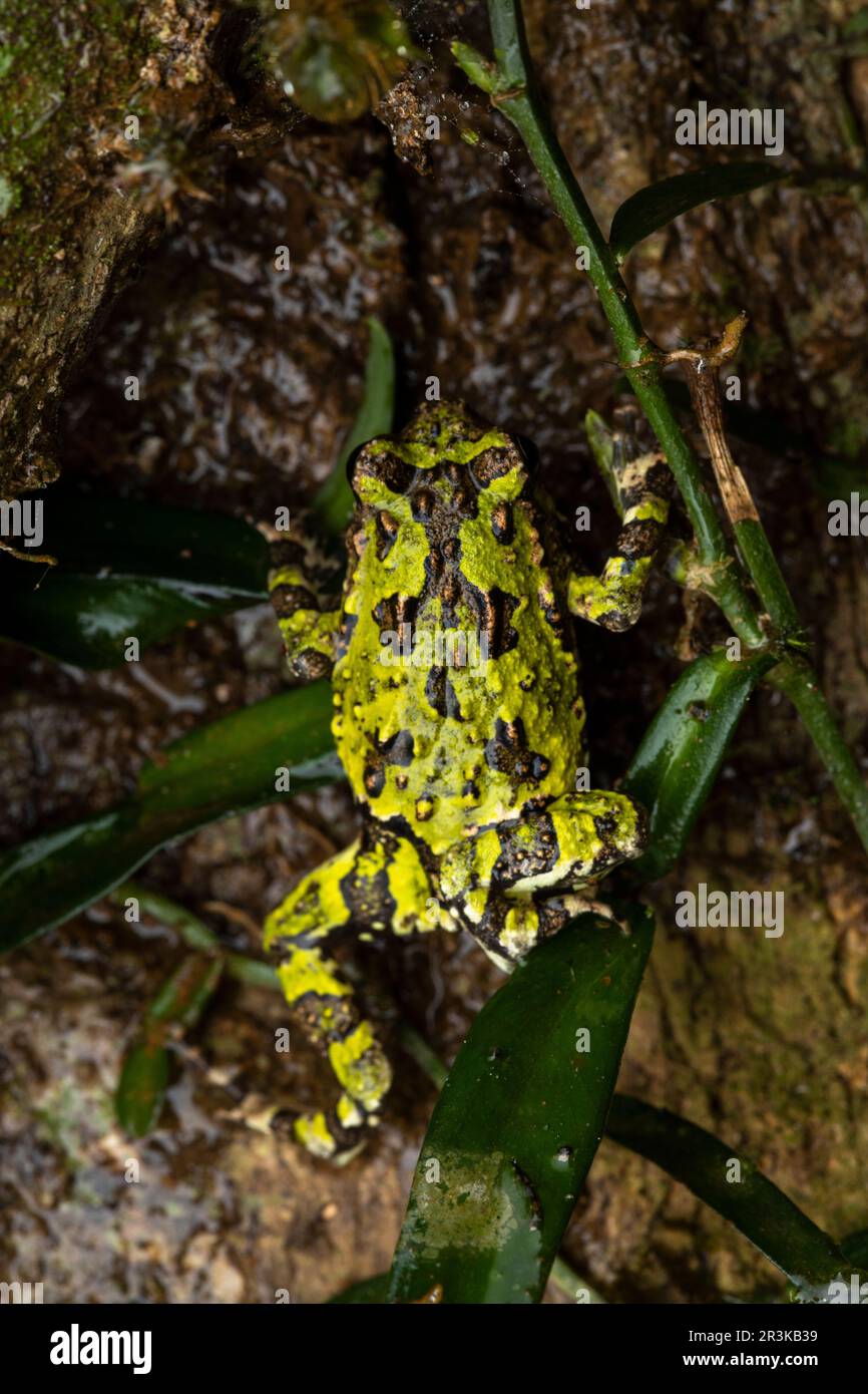 Marbled Rain Frog (Scaphiophryne marmorata) in situ, V.O.I.MMA ...