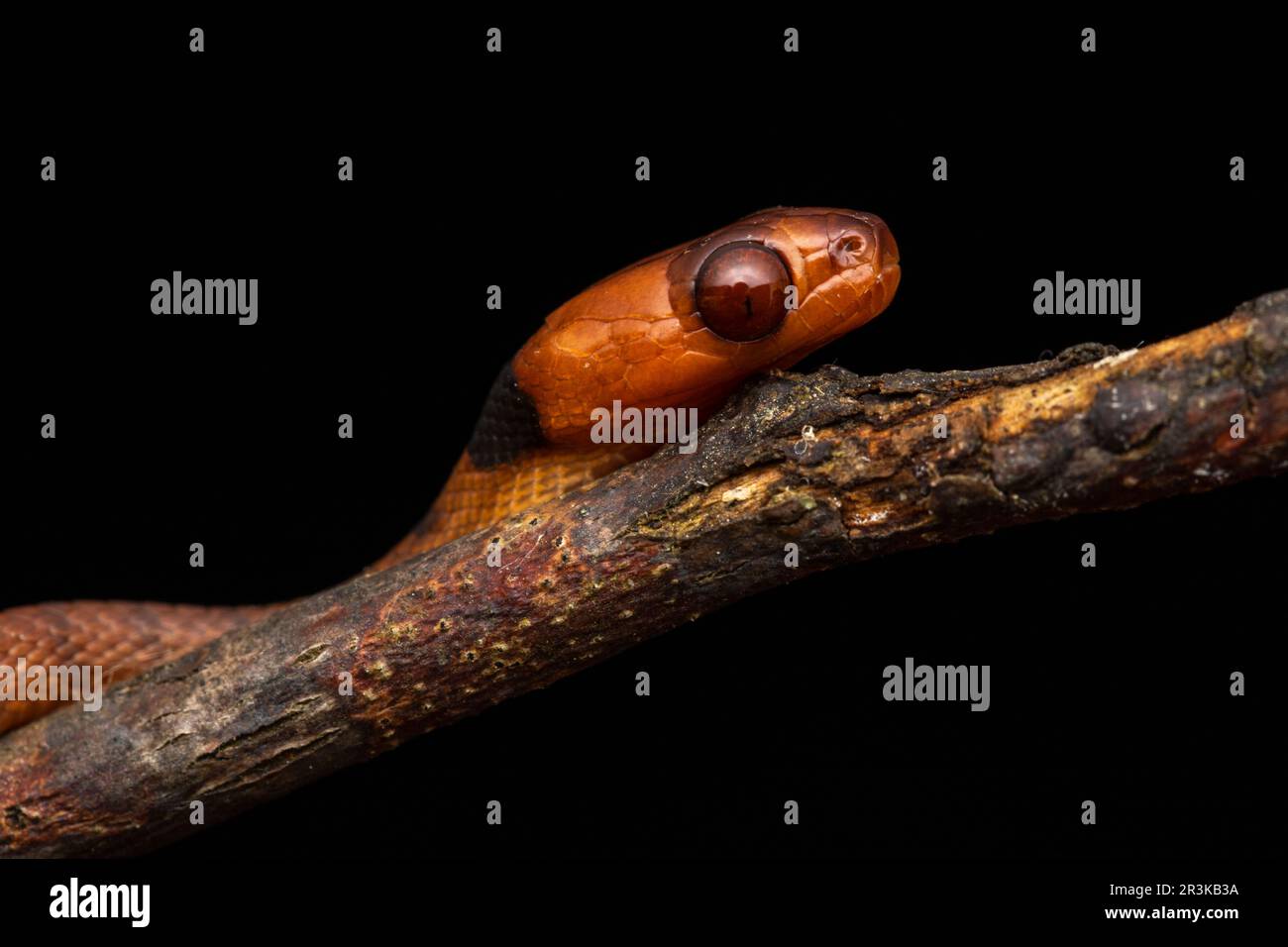 Banded Tree Snake (Phisalixella arctifasciata) juvenile, Analamazaotra ...