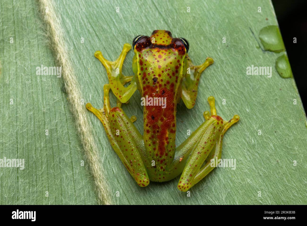 Bott's Bright-eyed Frog (Boophis bottae) in situ, Analamazaotra ...