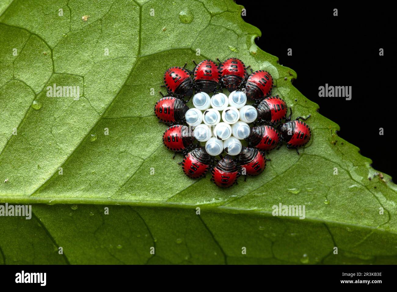 Wood bug (Pentatomidae sp) nymph hatchling, Analamazaotra, Alaotra ...