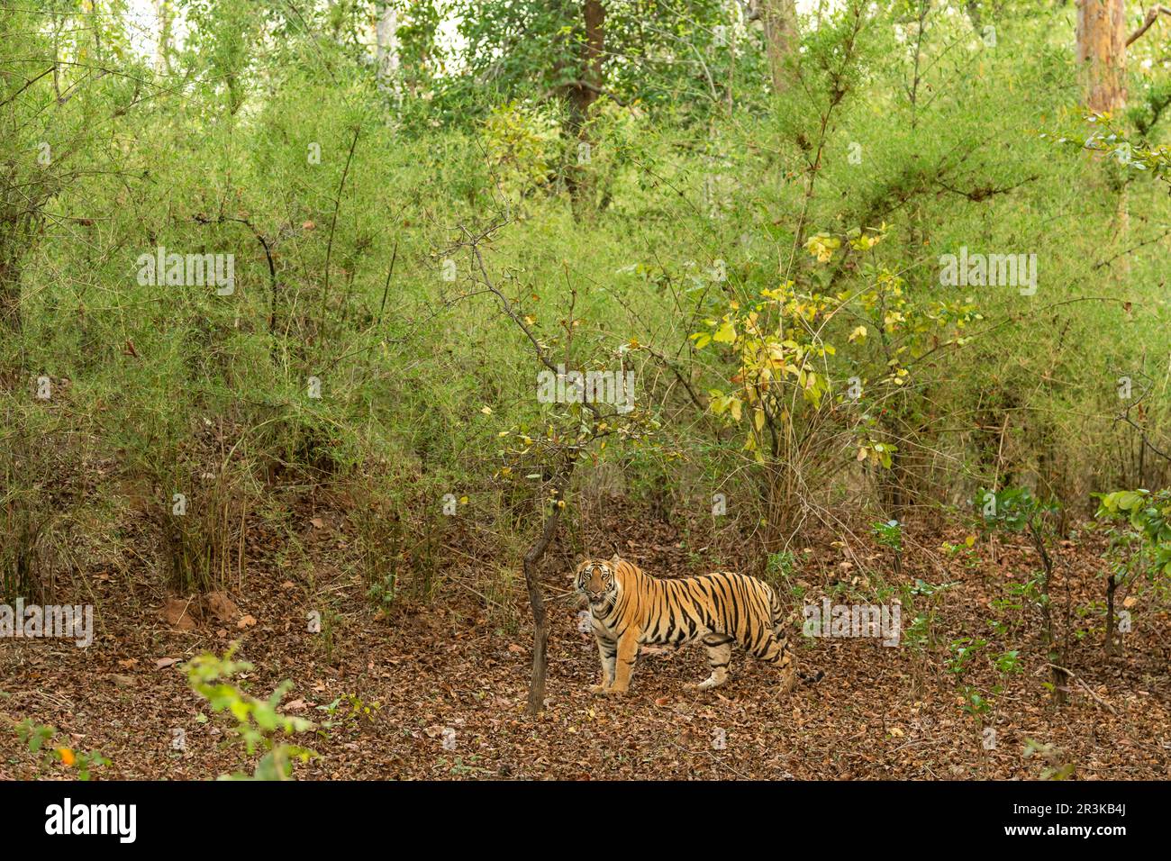wild bengal female tiger or panthera tigris with eye contact in natural ...