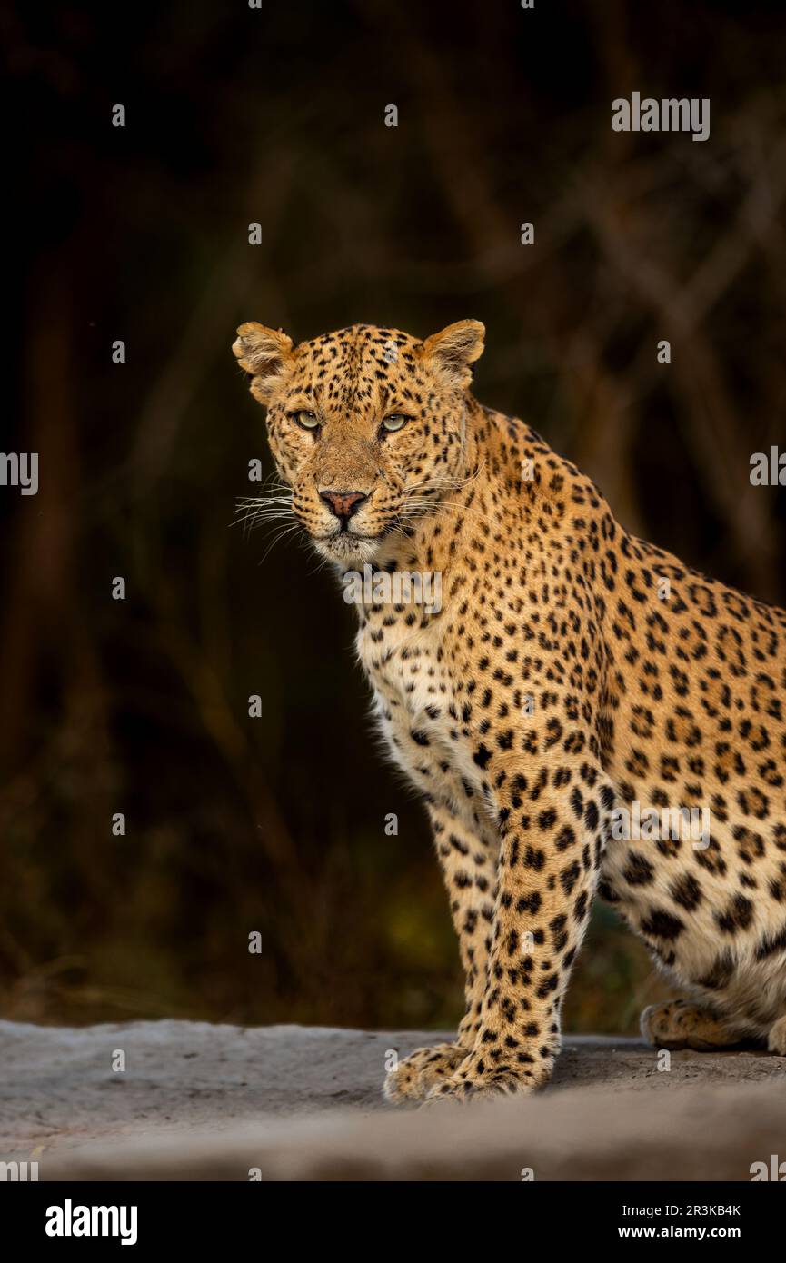 Black panther panthera pardus female hi-res stock photography and ...