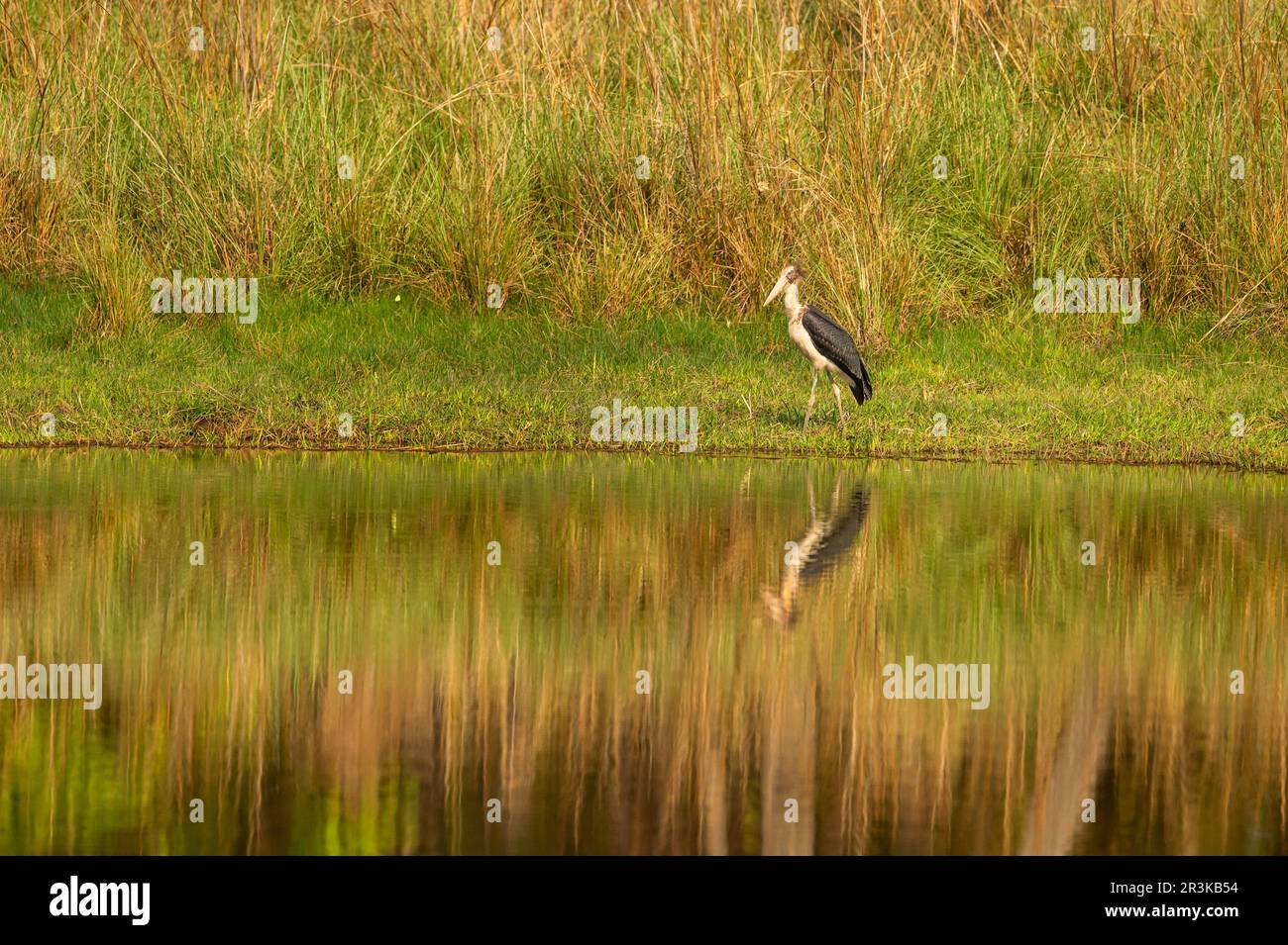 Lesser adjutant stork or Leptoptilos javanicus large wading bird with ...