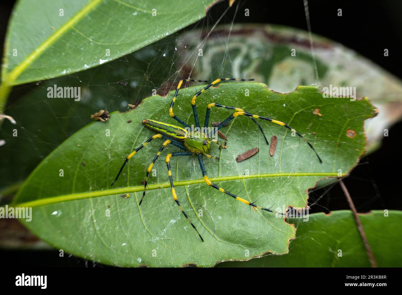 Lynx spider (Peucetia lucasi), Torotorofotsy, Alaotra Mangoro ...